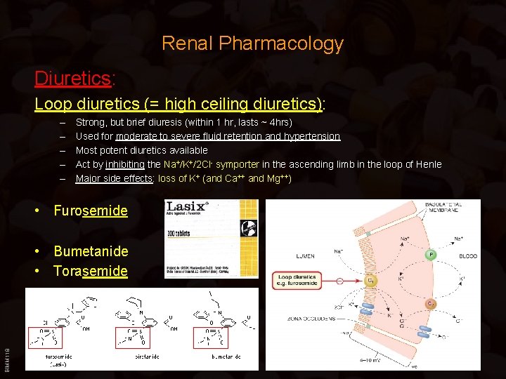Renal Pharmacology Diuretics Carbonic Anhydrase Inhibitors Thiazides Loop
