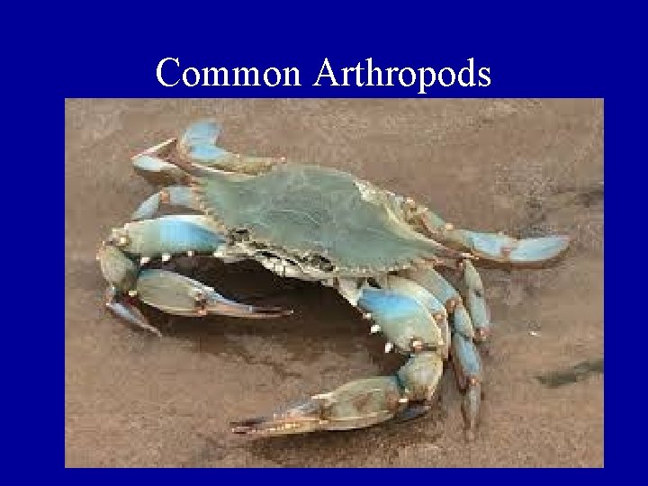 AINMAL BIOLOGICAL SYSTEMS Chapter 9 SCIENTIFIC CLASSIFICATION Based