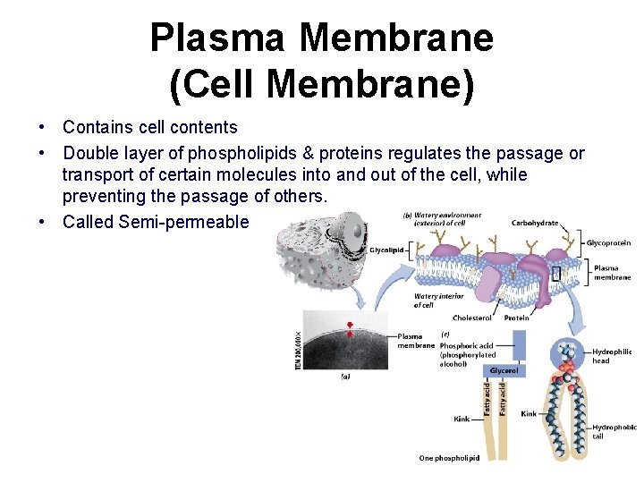 Cell Structure and Function Plasma Membrane Cell Membrane