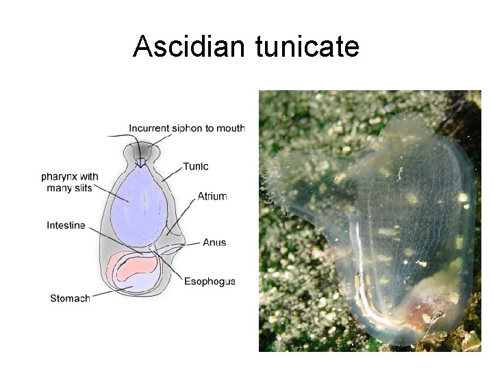 Intro continued Area of coverage Kingdom Animalia Phylum