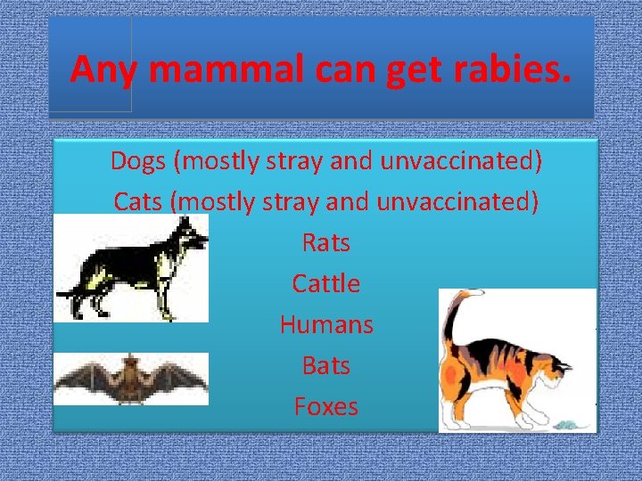ANIMALS HOME What you should know about RABIES