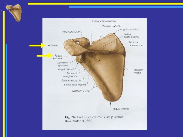 Face anterior Corresponde fossa subescapular msculo infraescapular ngulo