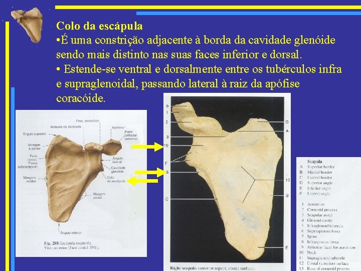 Face anterior Corresponde fossa subescapular msculo infraescapular ngulo