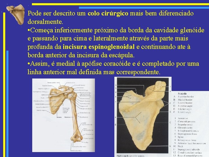 Face anterior Corresponde fossa subescapular msculo infraescapular ngulo