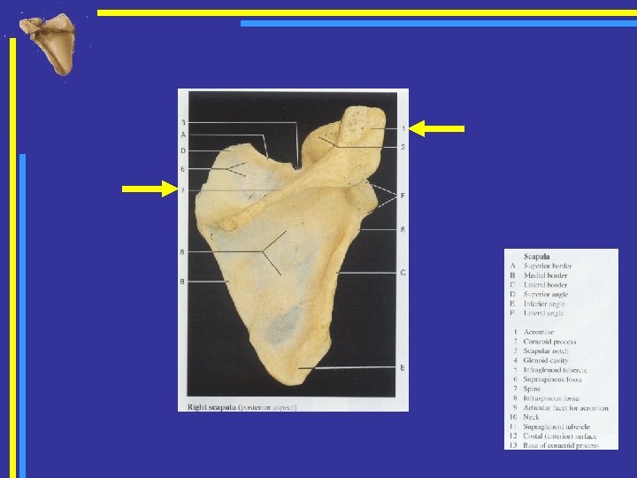 Face anterior Corresponde fossa subescapular msculo infraescapular ngulo