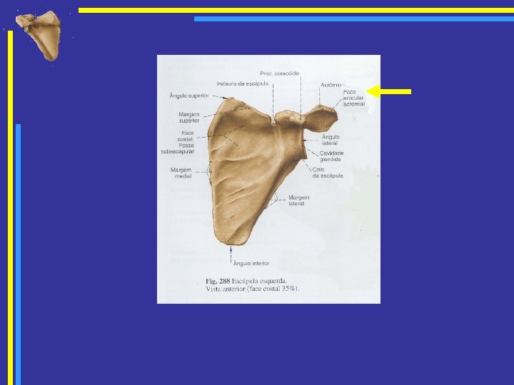 Face anterior Corresponde fossa subescapular msculo infraescapular ngulo