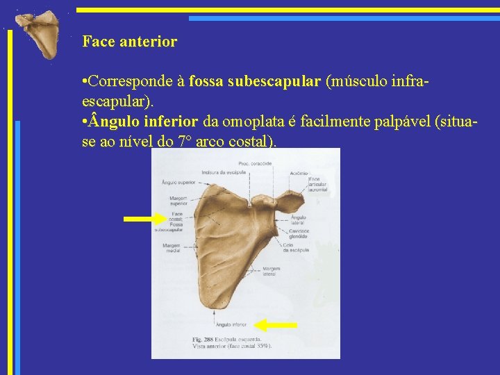 Face anterior Corresponde fossa subescapular msculo infraescapular ngulo