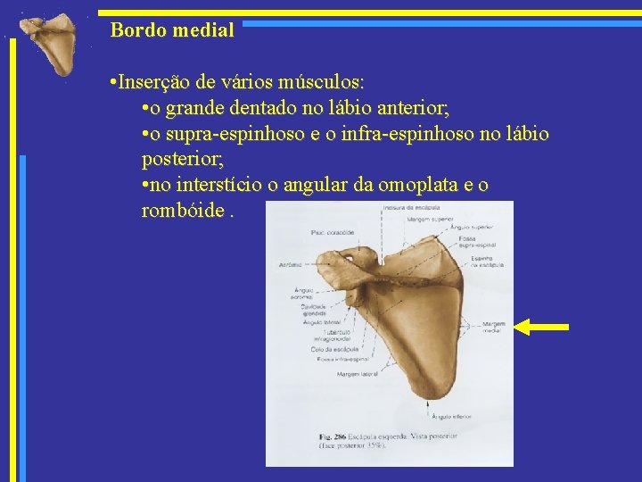 Face anterior Corresponde fossa subescapular msculo infraescapular ngulo