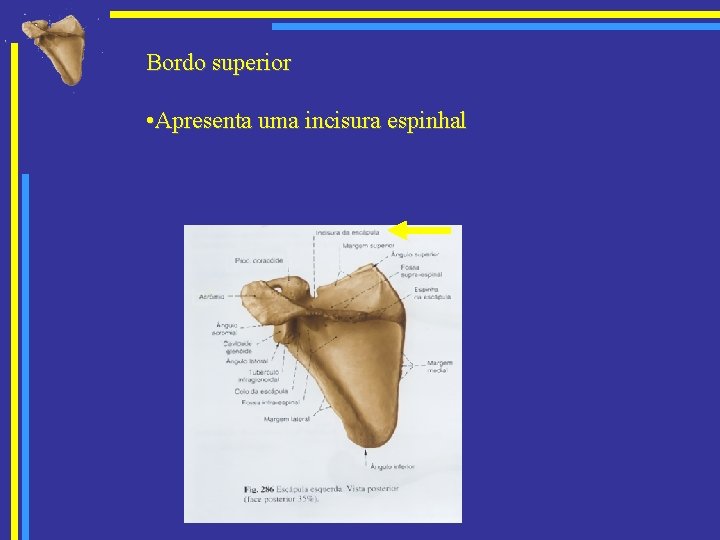 Face anterior Corresponde fossa subescapular msculo infraescapular ngulo