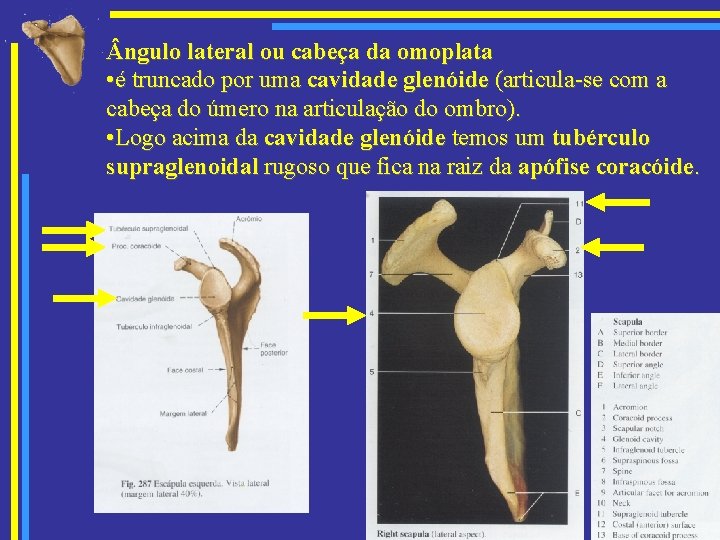 Face anterior Corresponde fossa subescapular msculo infraescapular ngulo