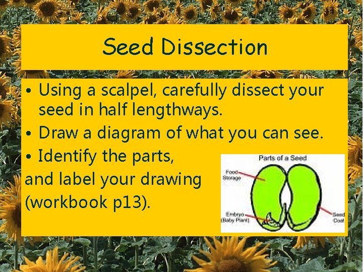 Standard Grade Biology Topic 2 The World of