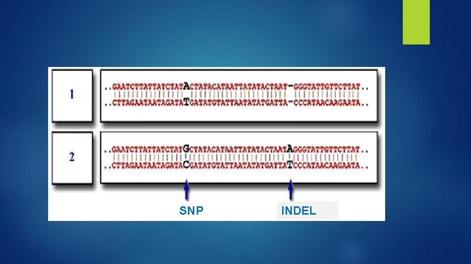 Identifying Breederfriendly INDELS that Cosegregate with SNPs Associated