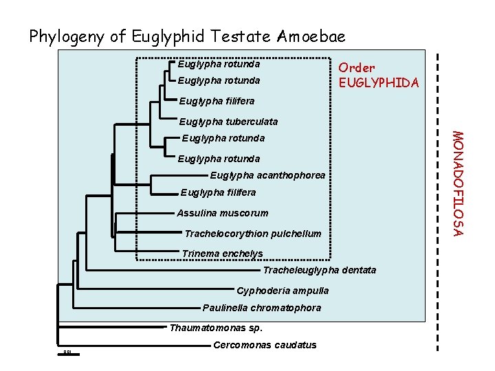 Phylogeny of Euglyphid Testate Amoebae Euglypha rotunda Order