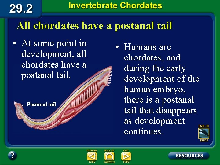Section Objectives Summarize the characteristics of chordates Explain