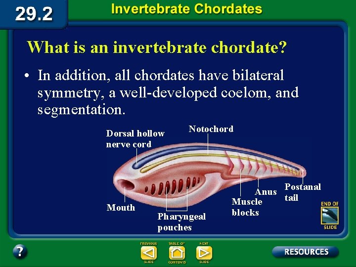 Section Objectives Summarize the characteristics of chordates Explain