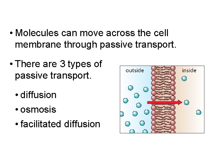 Molecules can move across the cell membrane through
