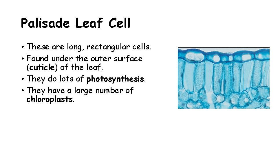 Specialised Cells Key Stage 4 Science What jobs