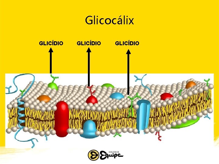 BIOLOGIA I Membrana plasmtica Prof Anderson Marques de