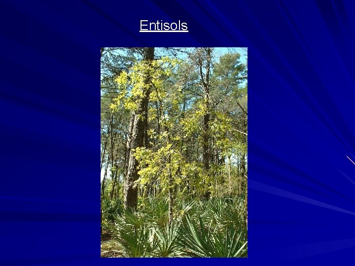 Exam III Wednesday November 7 th Study Guide