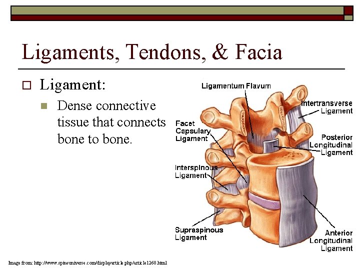 Psyc 552 Ergonomics Biomechanics Lecture 4 Ligaments Tendons