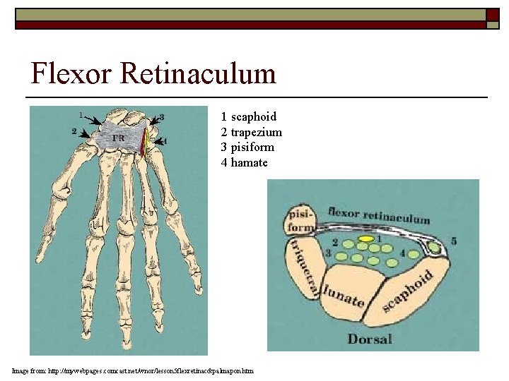 Psyc 552 Ergonomics Biomechanics Lecture 4 Ligaments Tendons