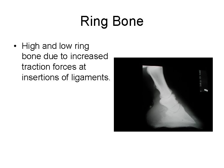 Bone Remodeling of the Equine Distal Limb Mark