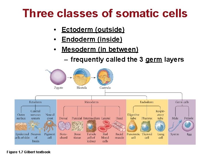 Somatic Germ and Stem cells 1 Distinctions between