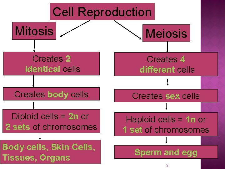 1 Cell Reproduction Mitosis Meiosis Creates 2 identical