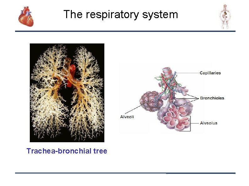Multiscale CTbased computational modeling of obstructive pulmonary diseases