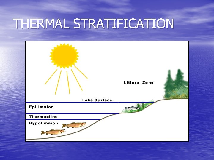 AQUATIC STUDIES LIMNOLOGY LAKE ECOLOGY LAKES ARE BROKEN
