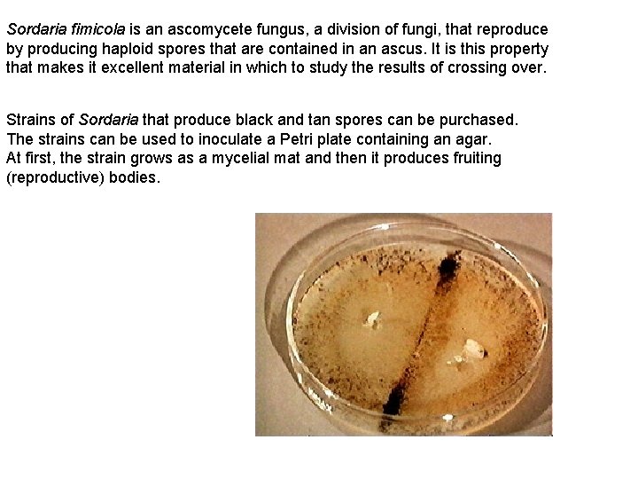 MITOSIS AND MEIOSIS LAB Sordaria CrossingOver Sordaria fimicola