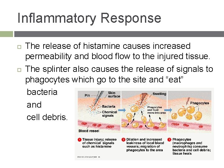 AP BIOLOGY ANIMAL FORM AND FUNCTION Immune System