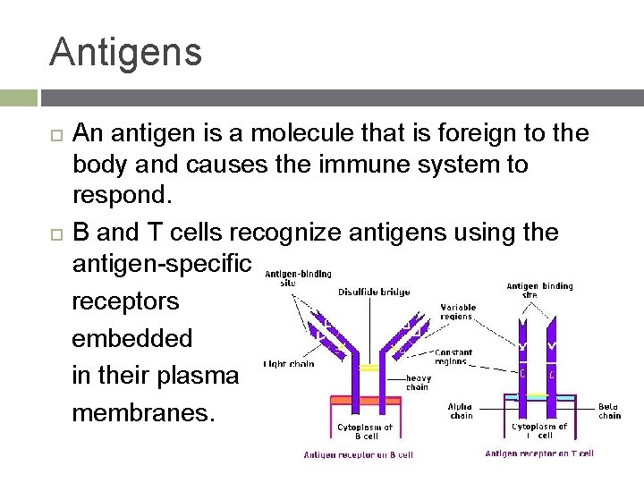 AP BIOLOGY ANIMAL FORM AND FUNCTION Immune System