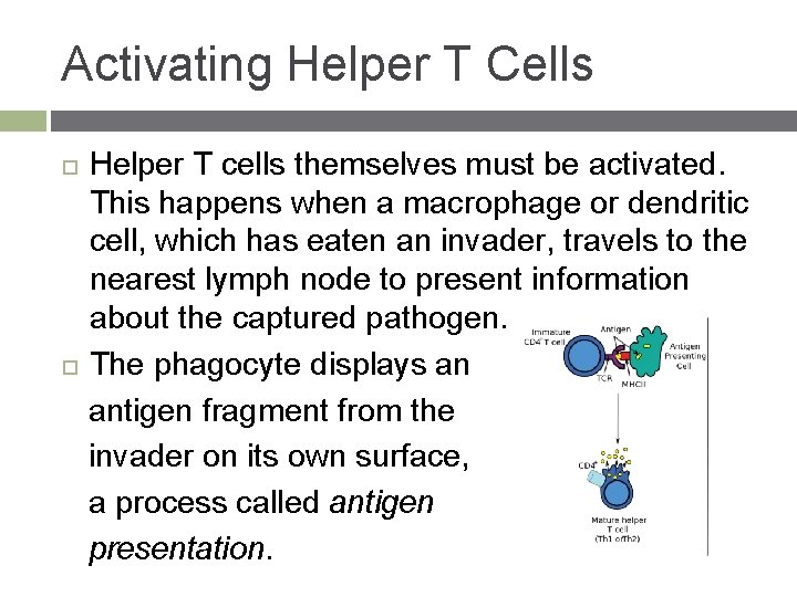 AP BIOLOGY ANIMAL FORM AND FUNCTION Immune System