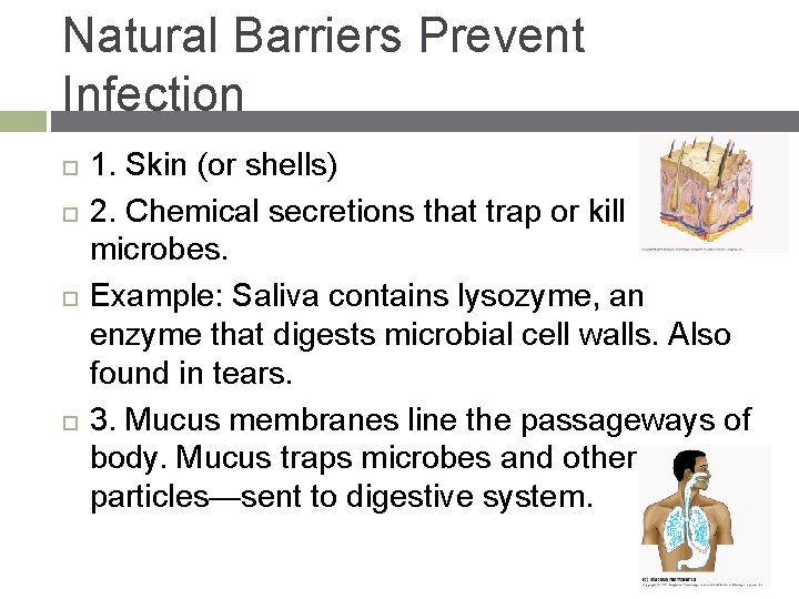 AP BIOLOGY ANIMAL FORM AND FUNCTION Immune System