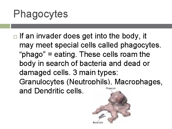 AP BIOLOGY ANIMAL FORM AND FUNCTION Immune System
