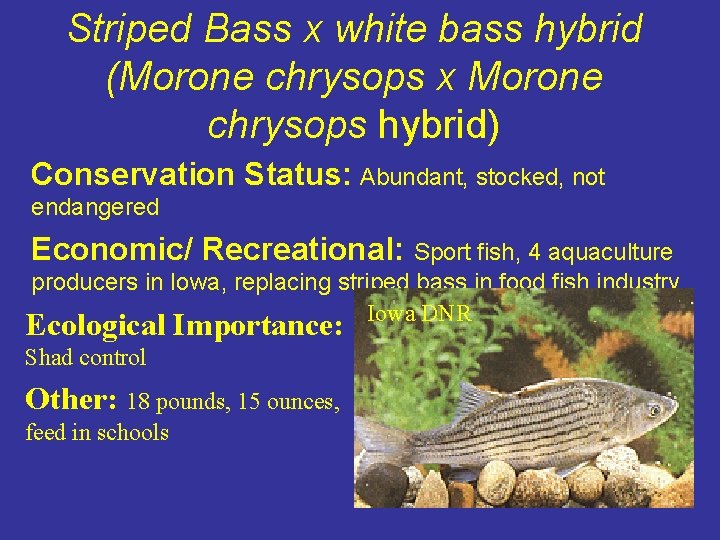 White Bass Morone chrysops Identification Laterally compressed Color