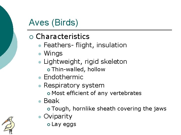 Vertebrate part II Birds The most common bird
