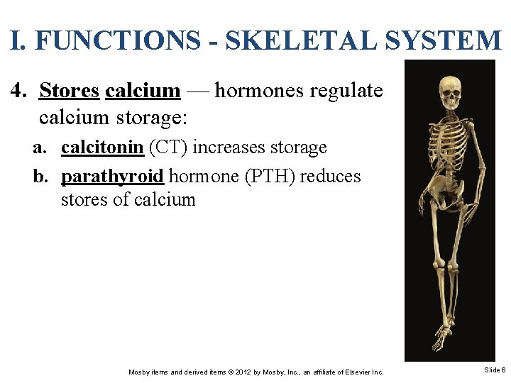 Chapter 6 The Skeletal System Mosby items and