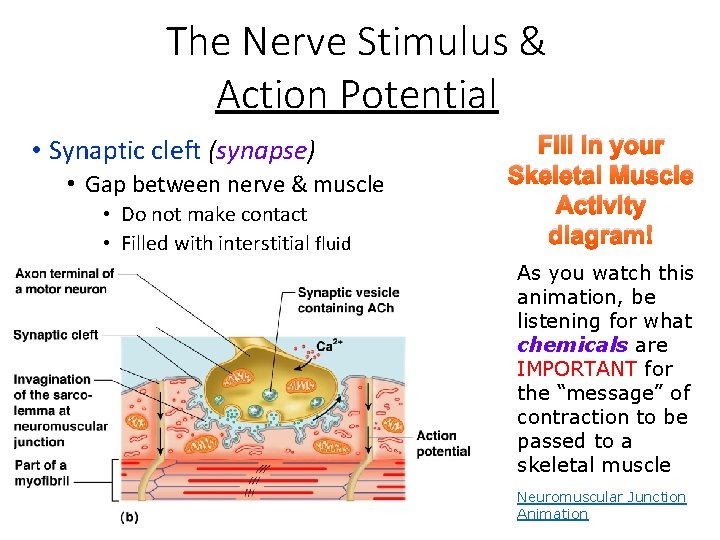 The Central Nervous System brain tells them how