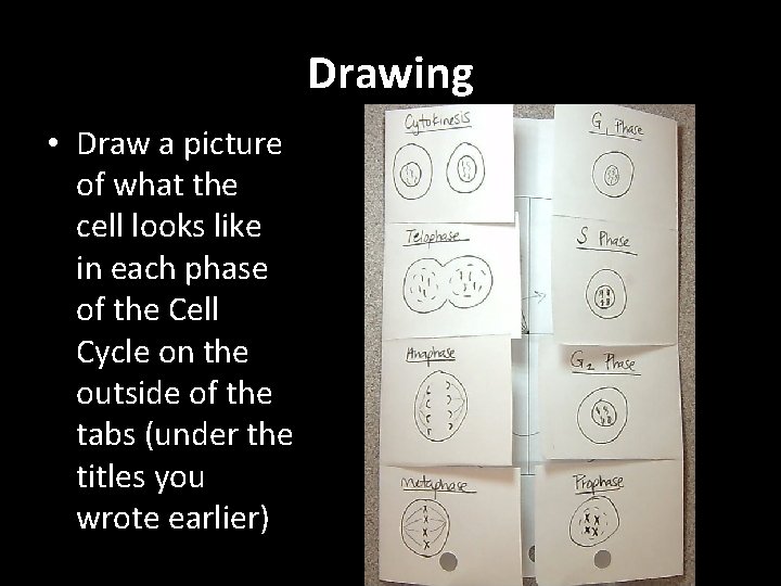 Instructions for Cell Cycle Foldable Folding and Cutting