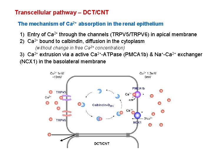 2008 How Kidney works for Calcium Homeostasis Based
