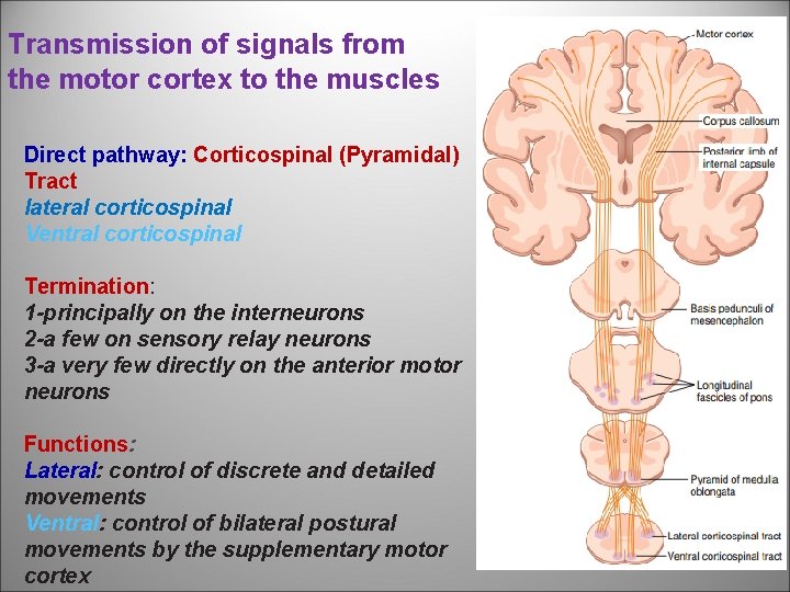 Motor Nervous System Cortical and Brain Stem Control