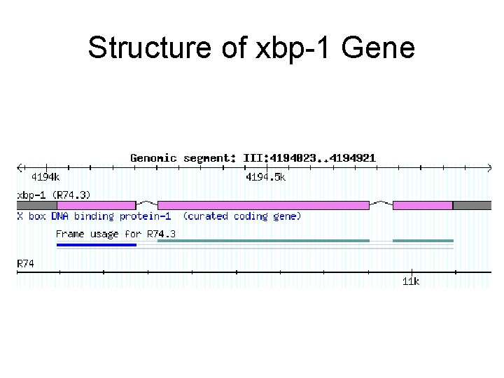 Analysis of Xbpm RNA RTPCR Polymerase Chain Reaction