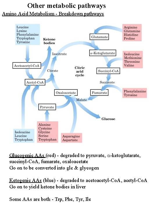 Other metabolic pathways Pentose phosphate pathway phosphogluconate pathway