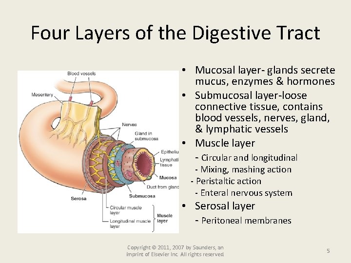 The Human Body in Health and Illness 4