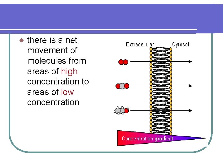 Cellular Transport Plasma Membrane l controls the movement