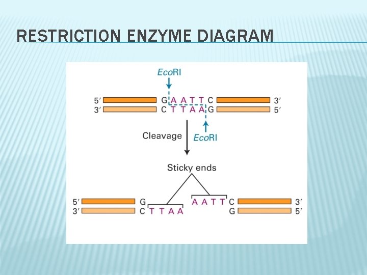 Chapter 13 SELECTIVE BREEDING AND GENETIC ENGINEERING SELECTIVE