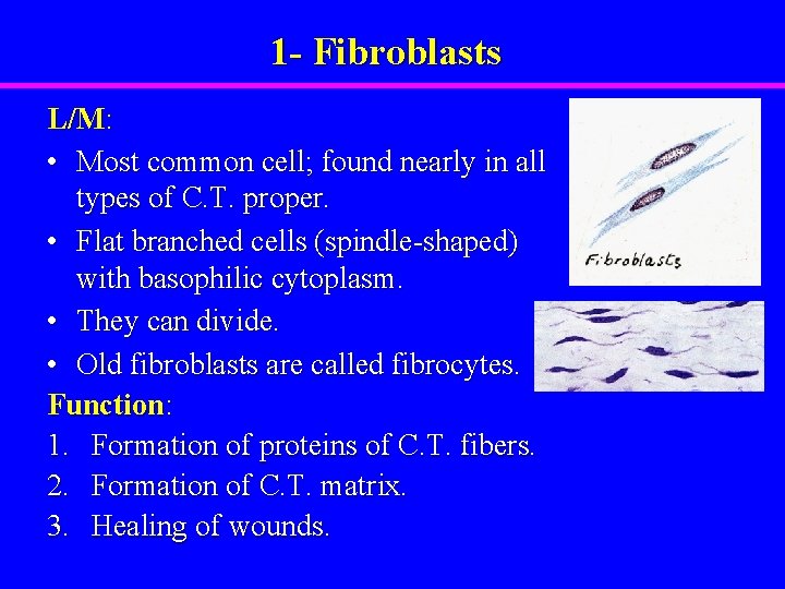 CONNECTIVE TISSUE C T Objectives By the end