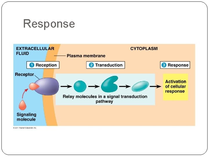 Anatomy Physiology Review Campbell Biology Chapters 11 40